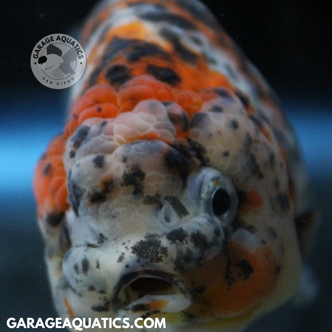 Thai High-Quality Calico Ranchu & Lionchu For Sale - Garage Aquatics