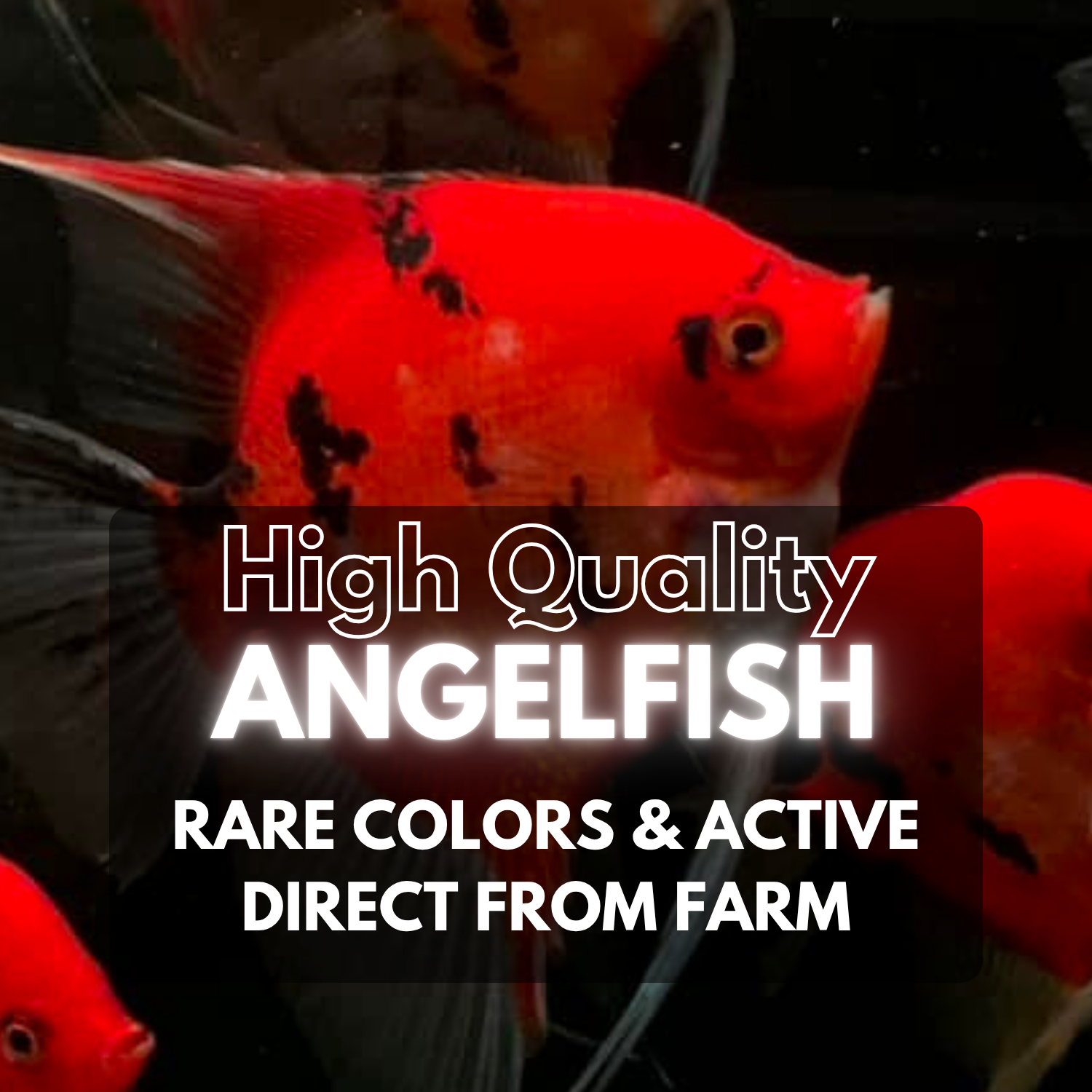 Buy Freshwater Angelfish Online | Premium Angelfish for Sale – Garage ...