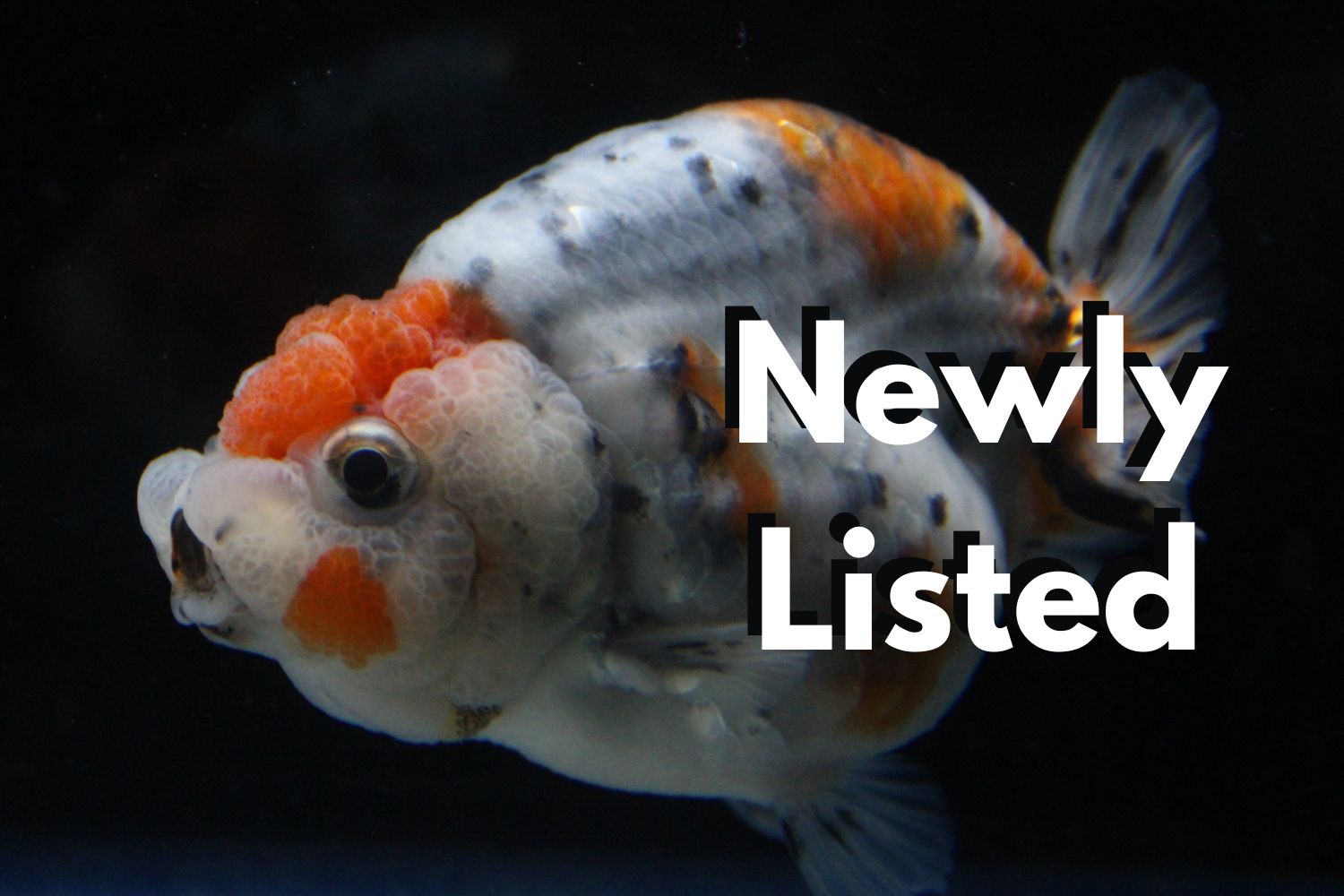 Show Grade Thai Fancy Goldfish – Garage Aquatics