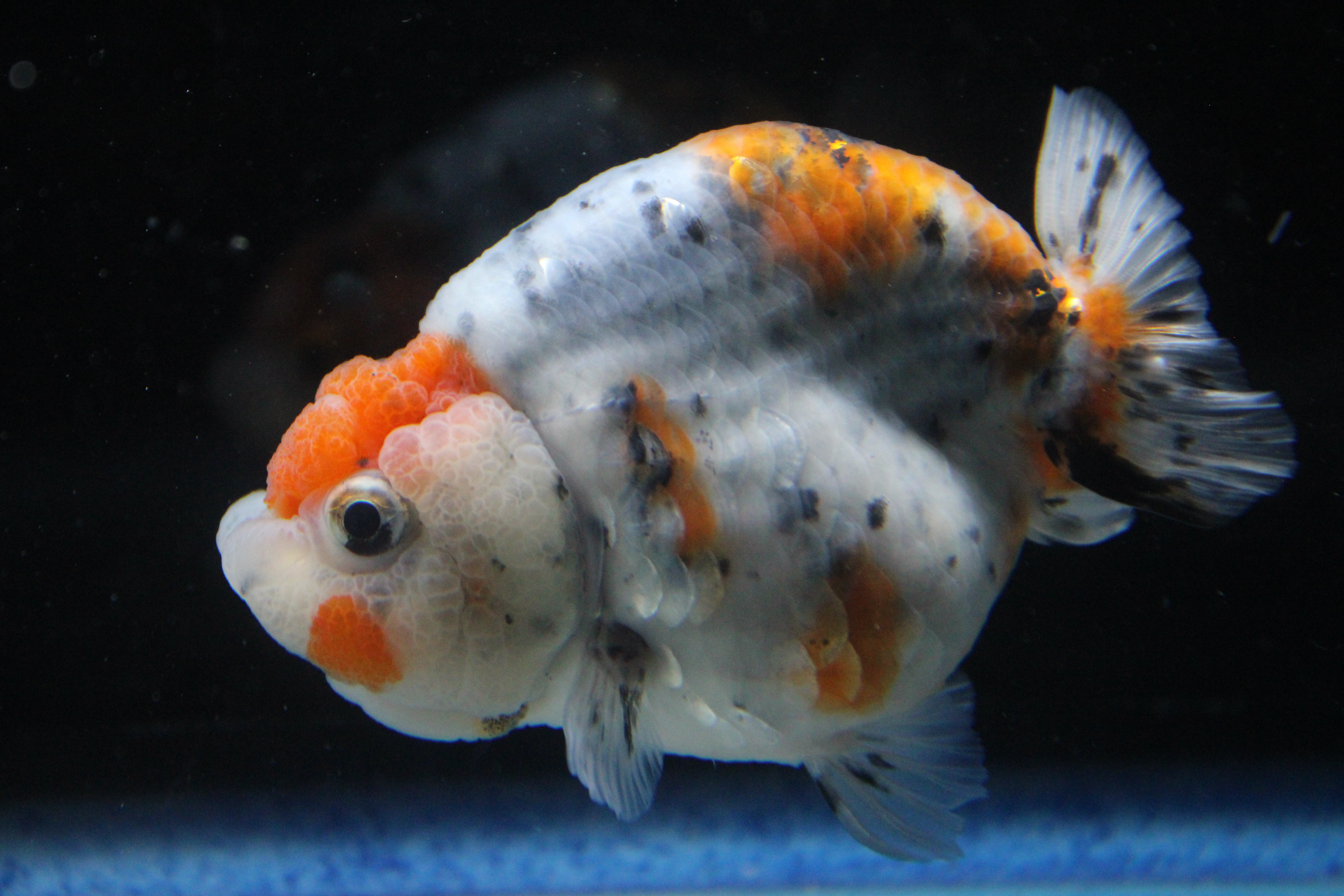 Thai High Quality Medium Size Ranchu Goldfish for Sale – Garage Aquatics
