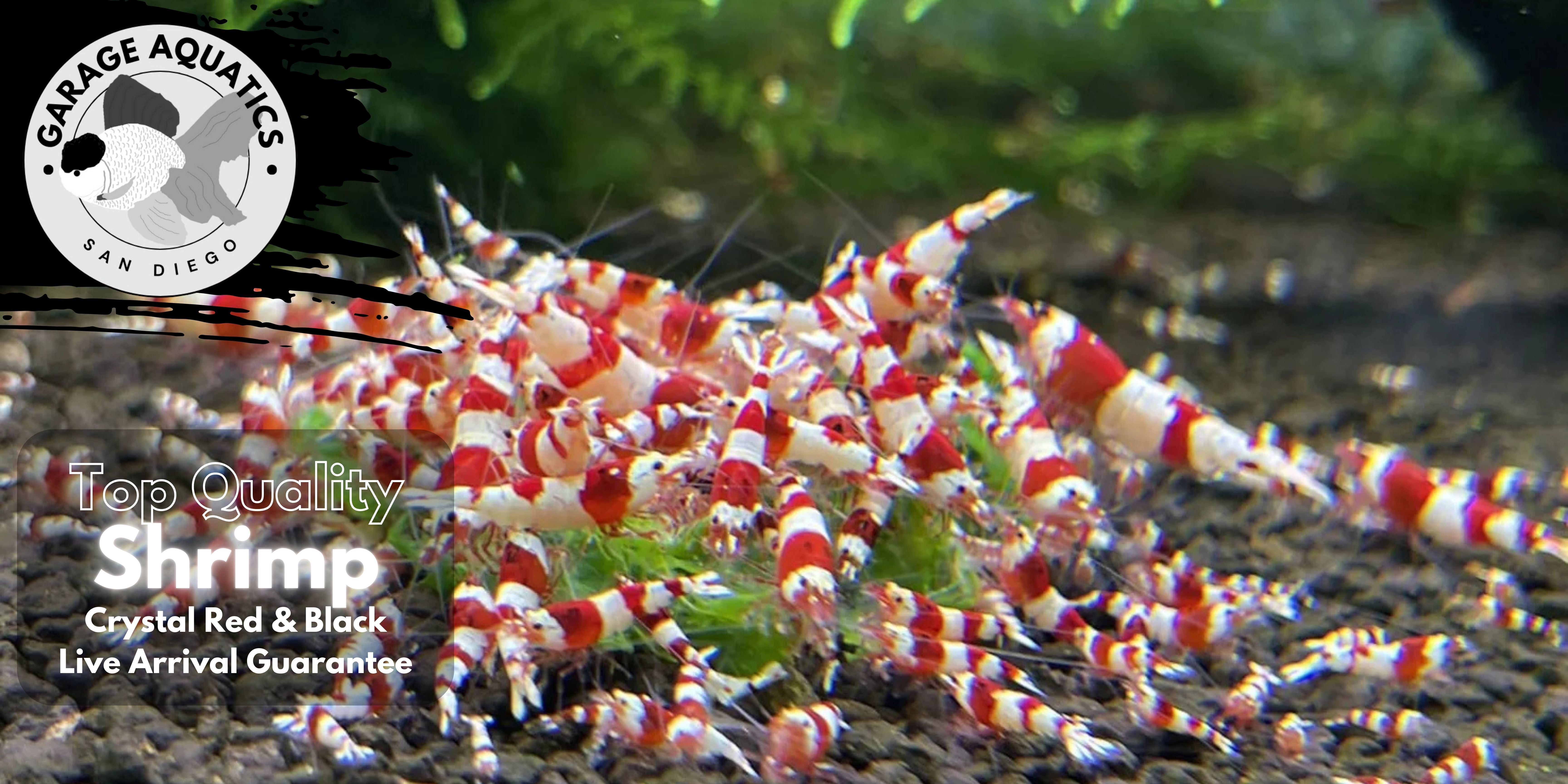 Aquarium Freshwater Fancy Caridina Shrimp For Sale – Garage Aquatics