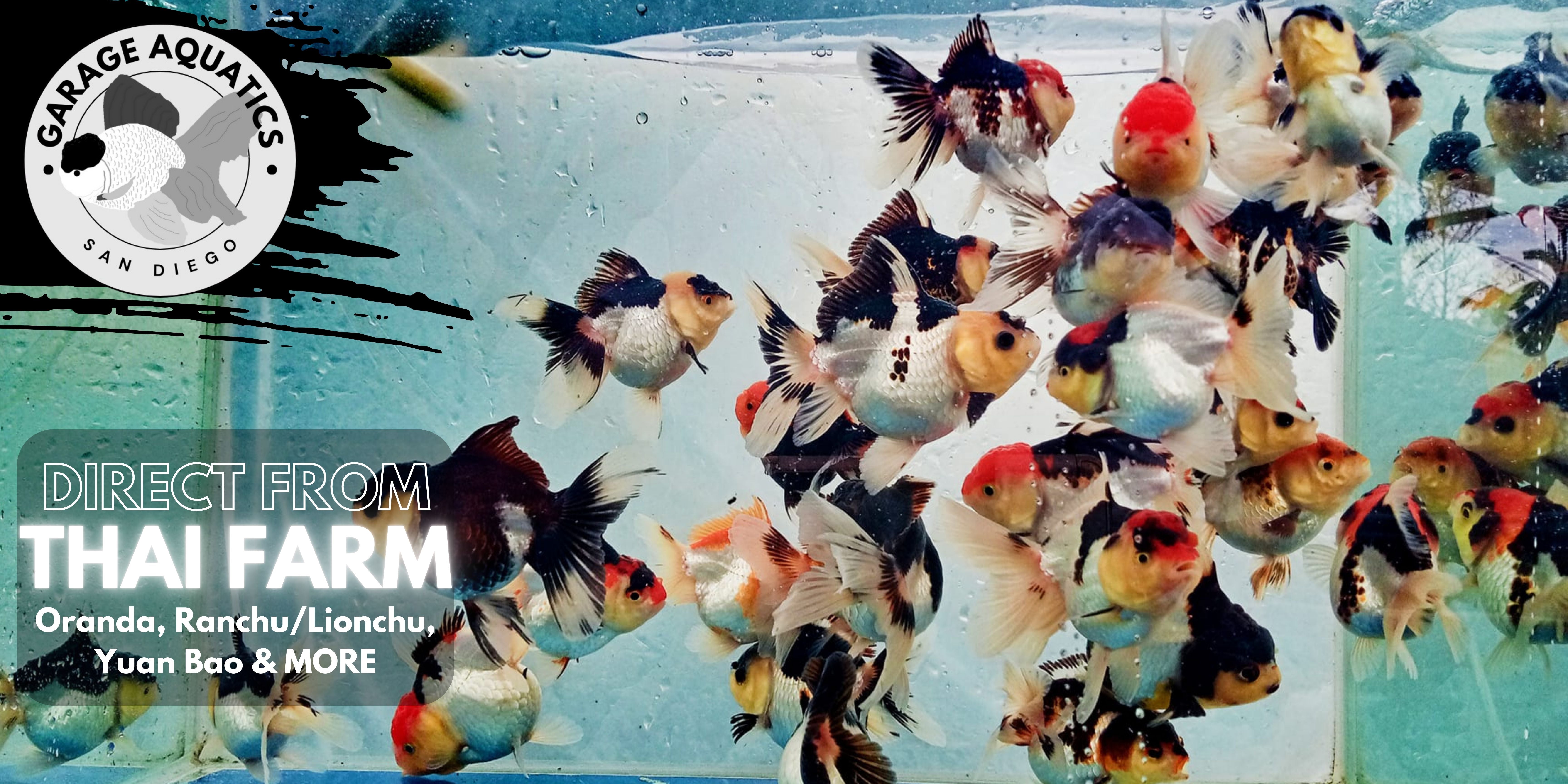 Our Choice Show Quality Goldfish Premium Quality – Garage Aquatics