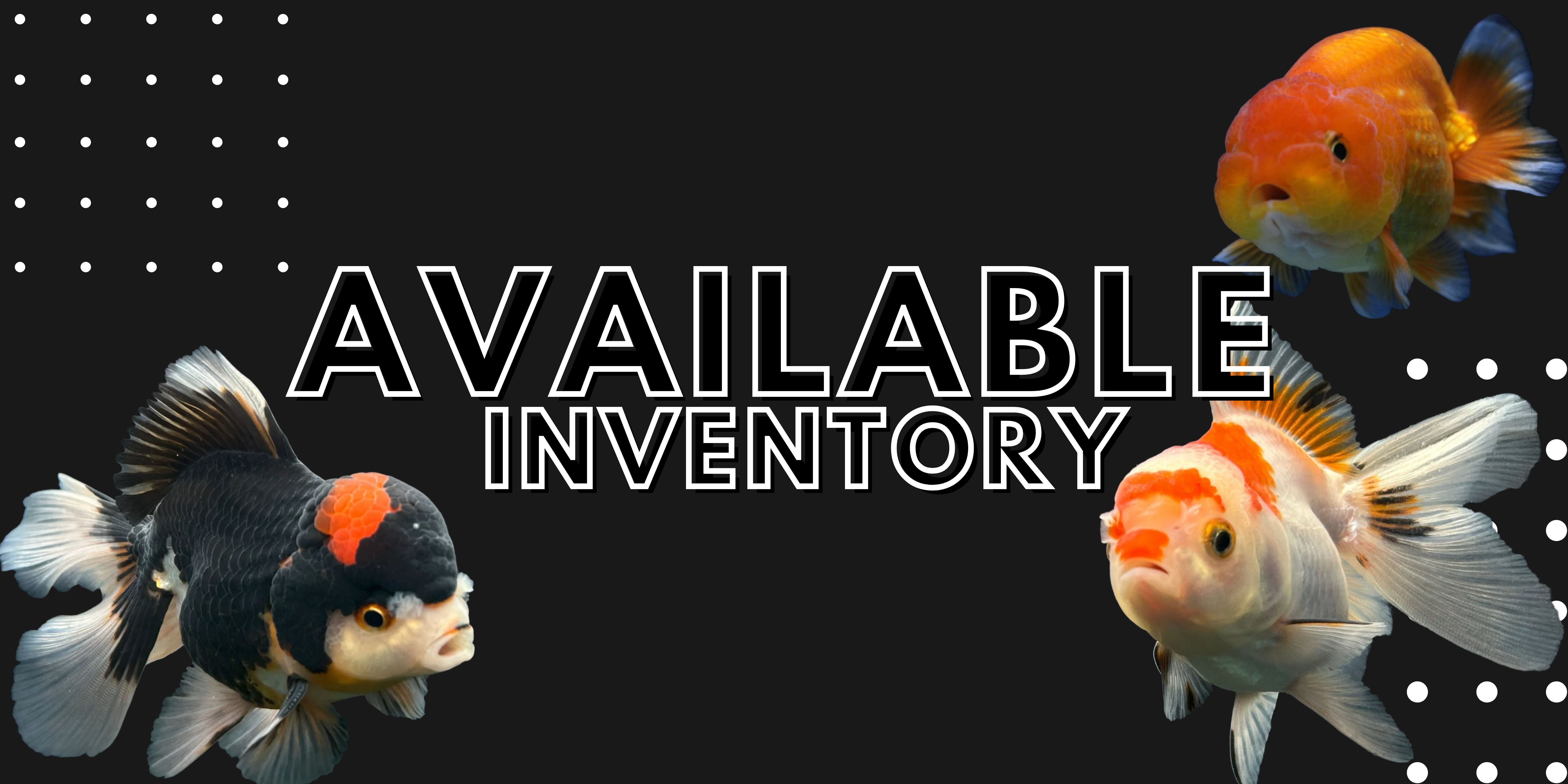 Show Quality Fancy Goldfish for Sale – Garage Aquatics