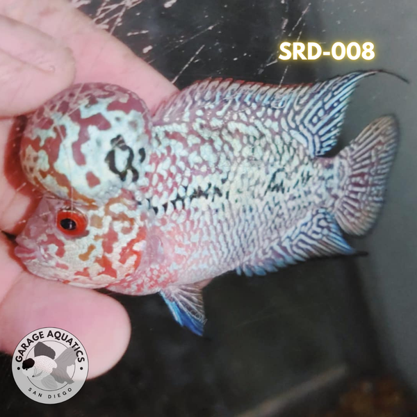 F1 Super Red Dragon Flowerhorn MALE 2" inch King Kamfa BIG KOK (SRD-00 ...