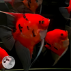 Red Devil (SUPER RED) Angelfish VIP Grade For Sale USA – Garage Aquatics
