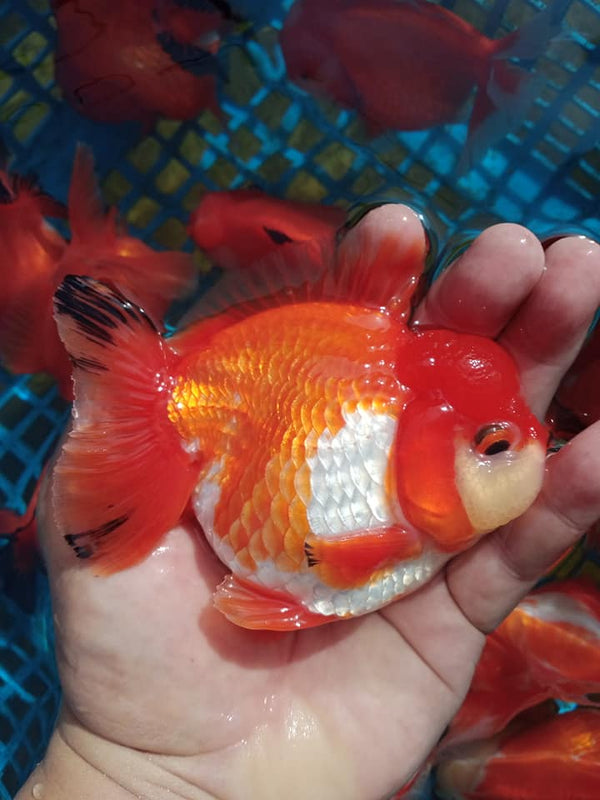 Thai Oranda Short Tail 3"-4" Body Tri-Color Show Quality – Garage Aquatics