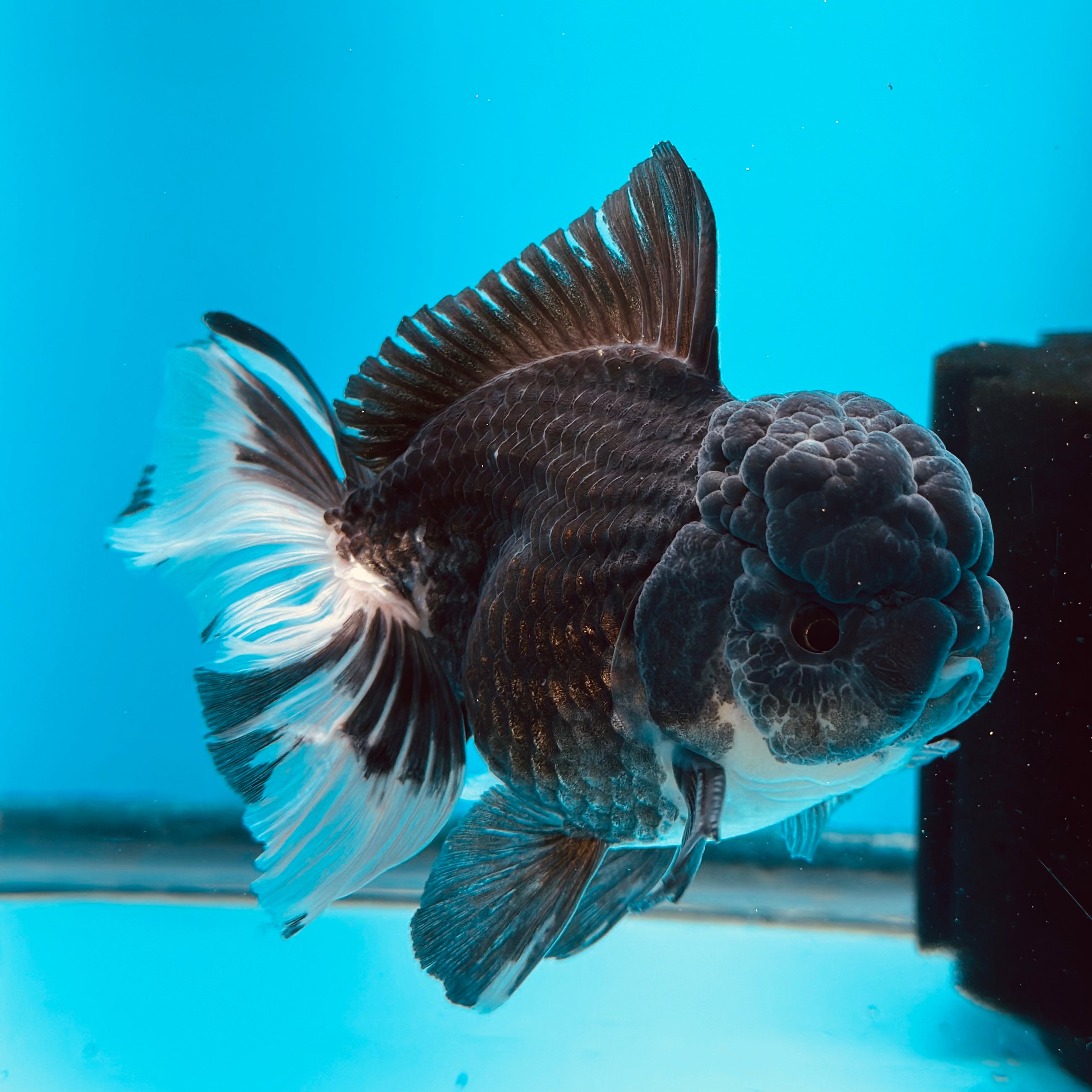Live Premium Fancy Goldfish Thai Oranda Panda For Sale – Garage Aquatics