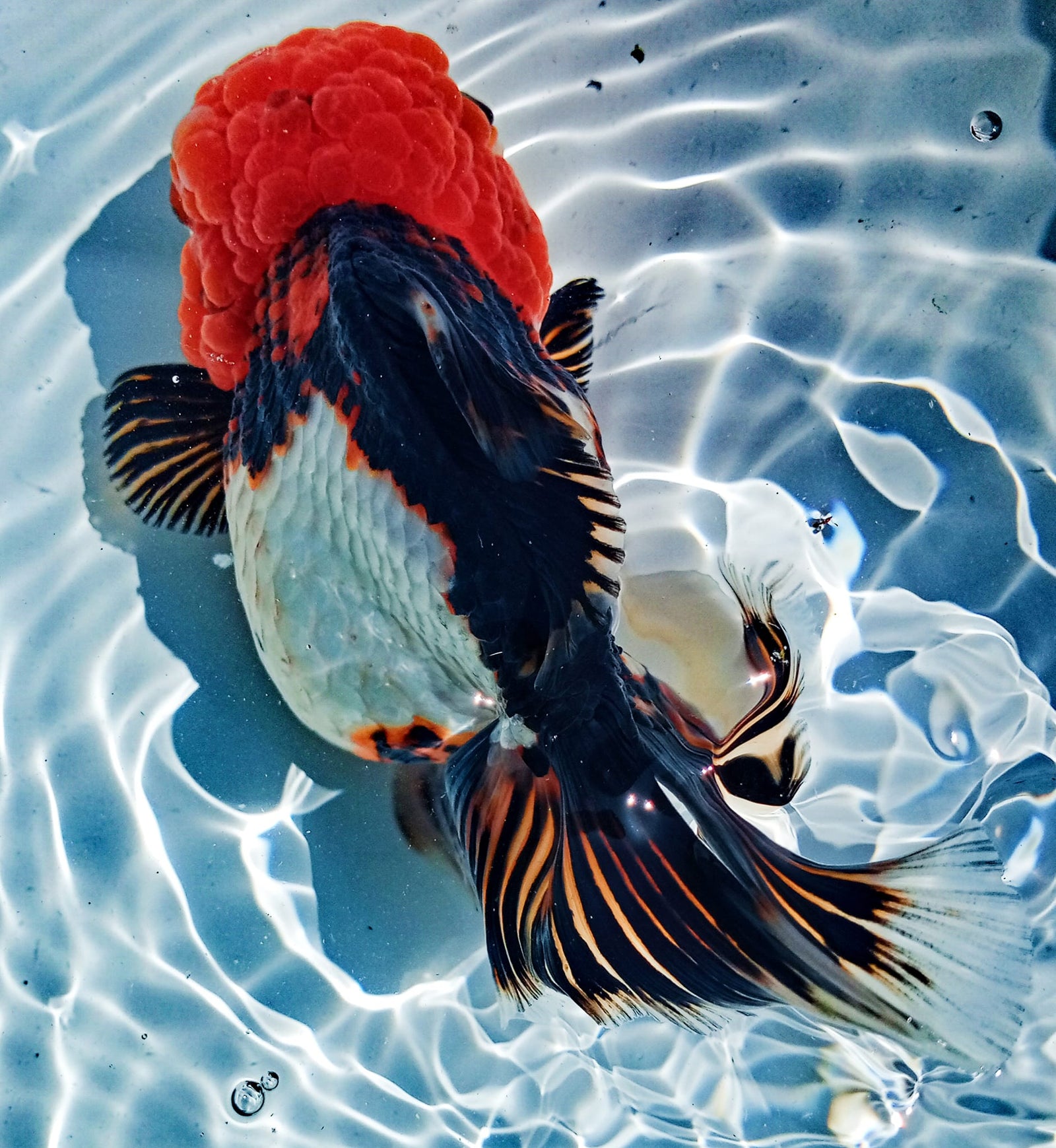 Thai Oranda Short Tail 3"-4" Body Tri-Color Show Quality – Garage Aquatics