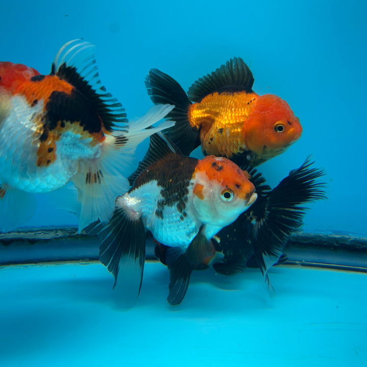 High-Quality Thai Oranda Goldfish for Sale / Live Arrival Guarantee ...