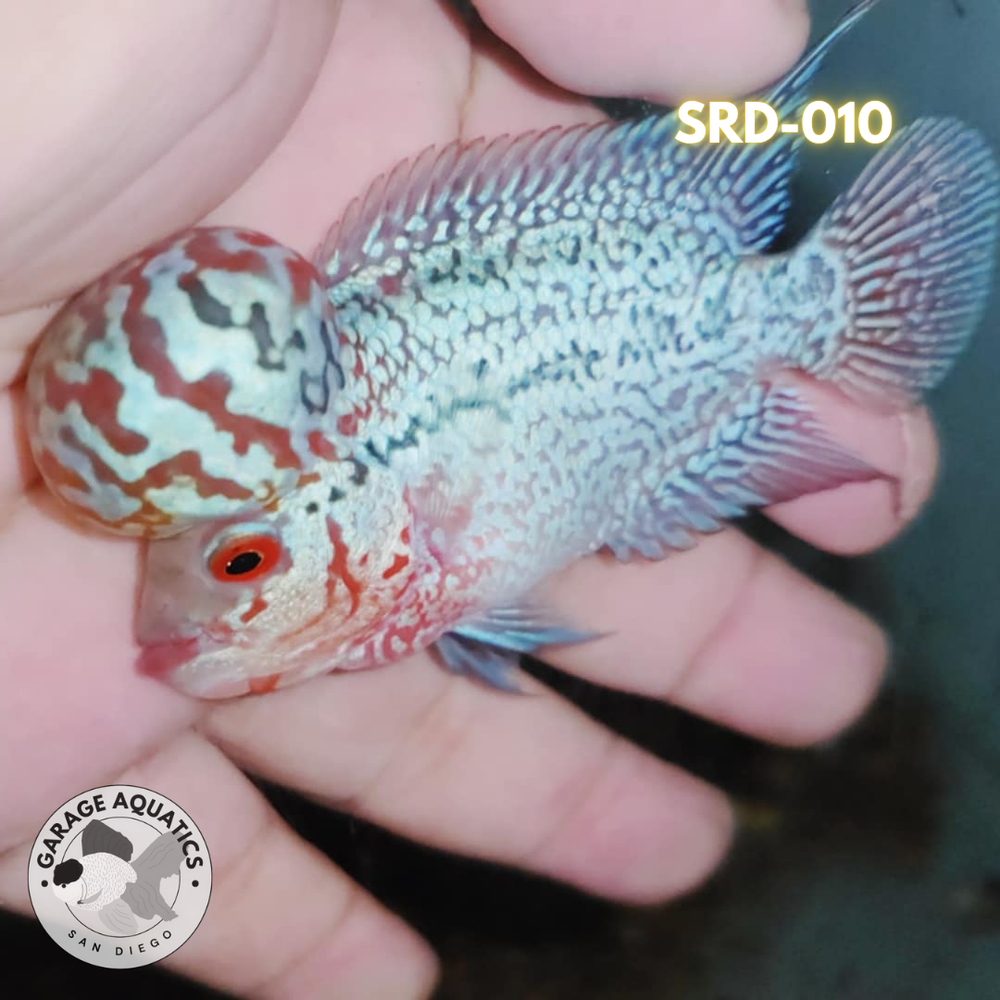 F1 Super Red Dragon Flowerhorn MALE 2" inch King Kamfa BIG KOK (SRD-01 ...