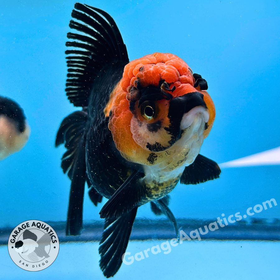 High-Quality Thai Oranda Goldfish for Sale / Live Arrival Guarantee ...
