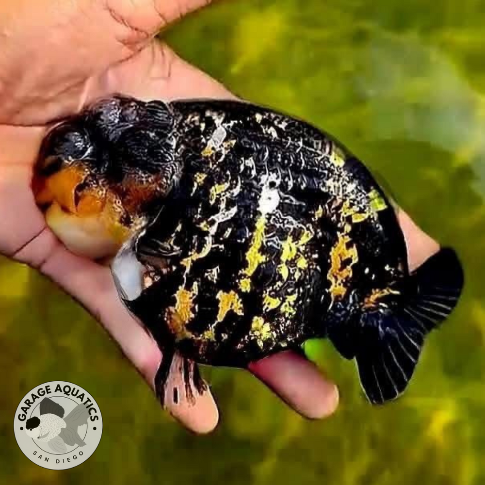 Live Premium Fancy Goldfish Thai Ranchu Yellow Tiger 2” Body (Our Choi ...