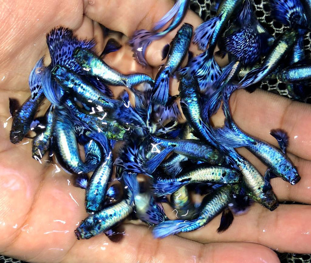 Live Fancy Guppy Fish Premium Quality Big Ear Lavender Mosaic XL - Dir ...
