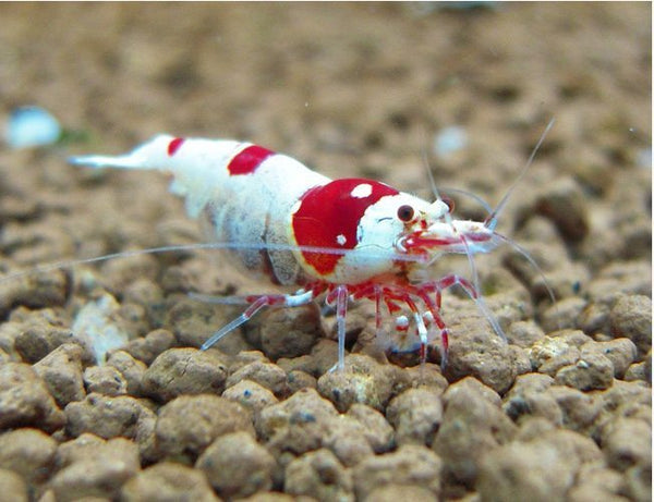 Live Freshwater Aquarium Shrimp Crystal Red Shrimp (Caridina) – Garage ...