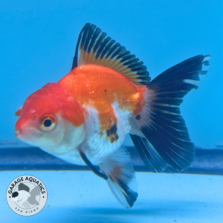 High-Quality Thai Oranda Goldfish for Sale / Live Arrival Guarantee ...