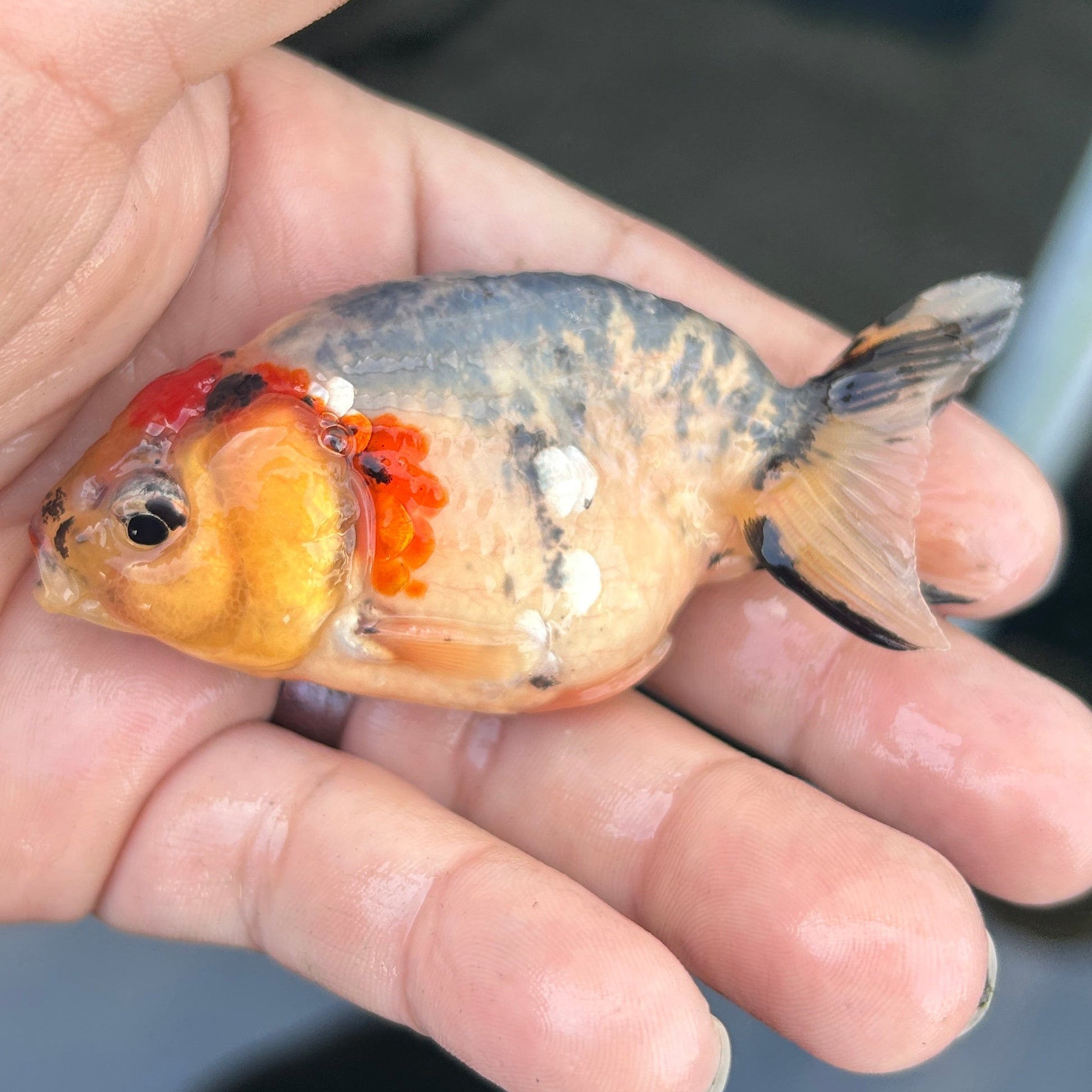 Live Premium Fancy Goldfish Ranchu Galaxy Calico 2.5" Body (JC-124) Bl ...