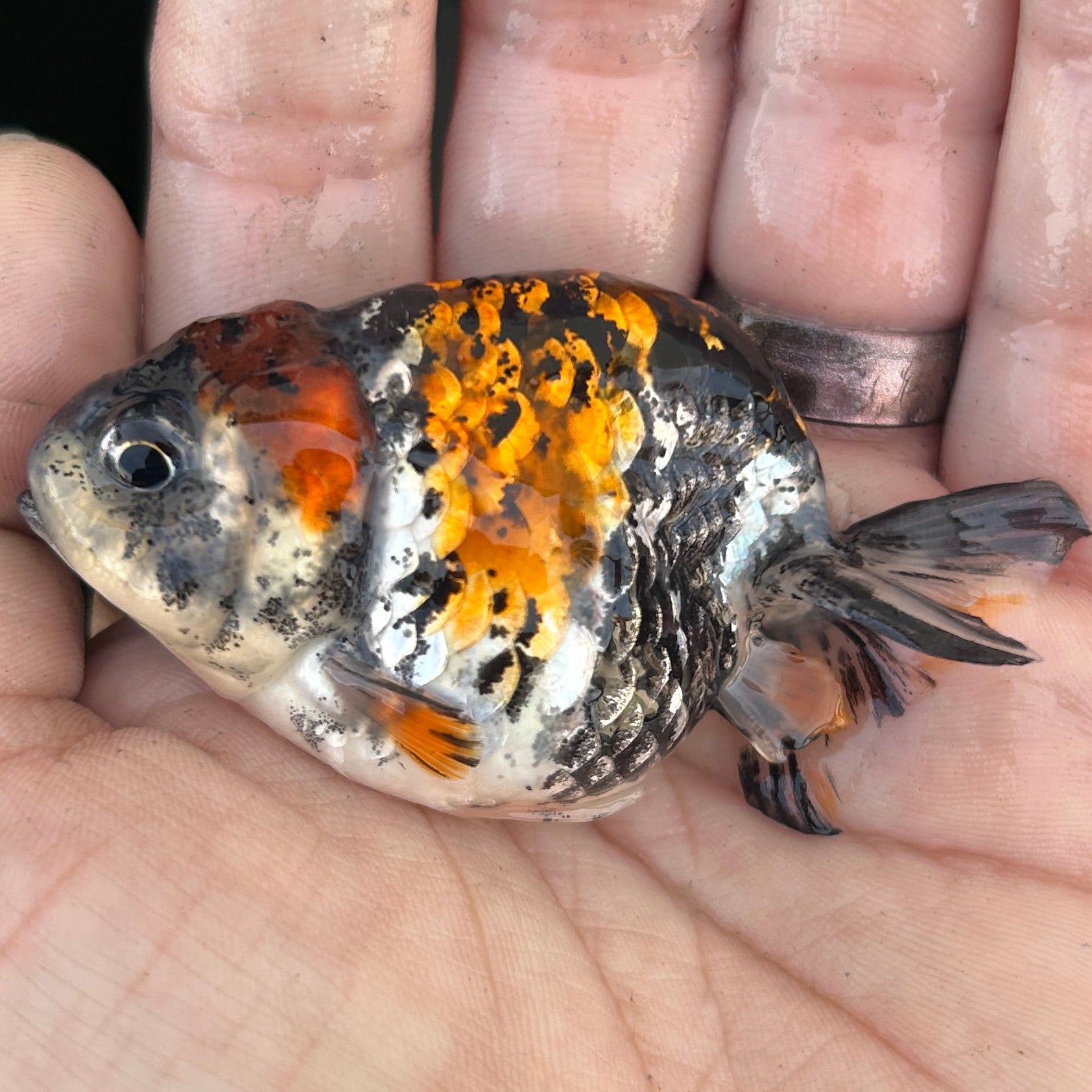 Live Premium Fancy Goldfish Ranchu Red Tiger 2.5" Body (JC-132) BlackT ...