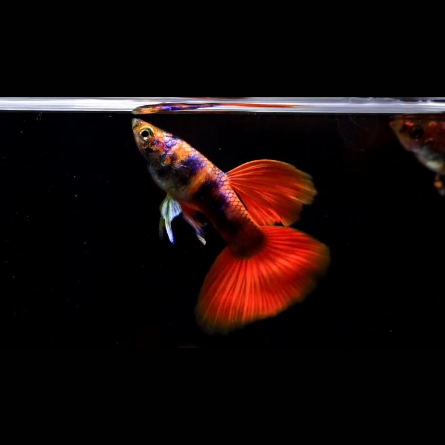 Fancy Guppies – Direct from Farm, Premium Quality Live Guppies – Garage ...