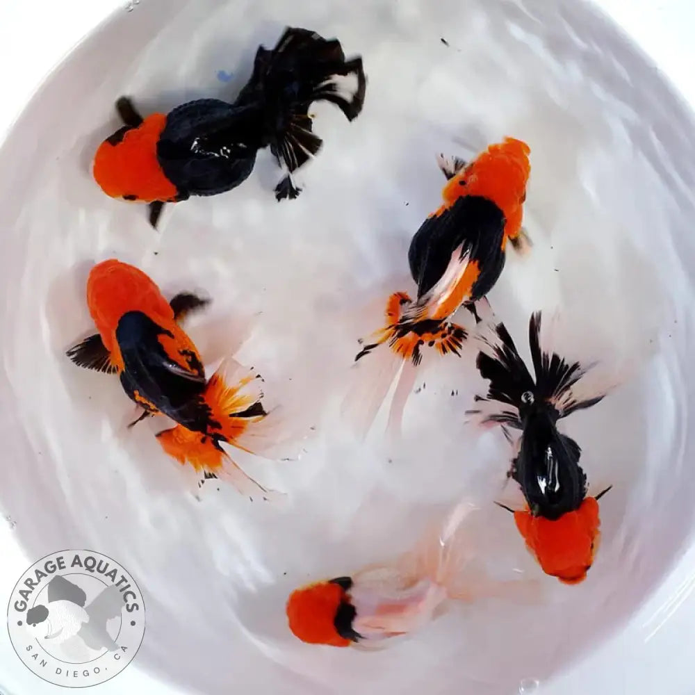 Live Premium Fancy Goldfish Thai Oranda Tri-Color Available For Sale ...