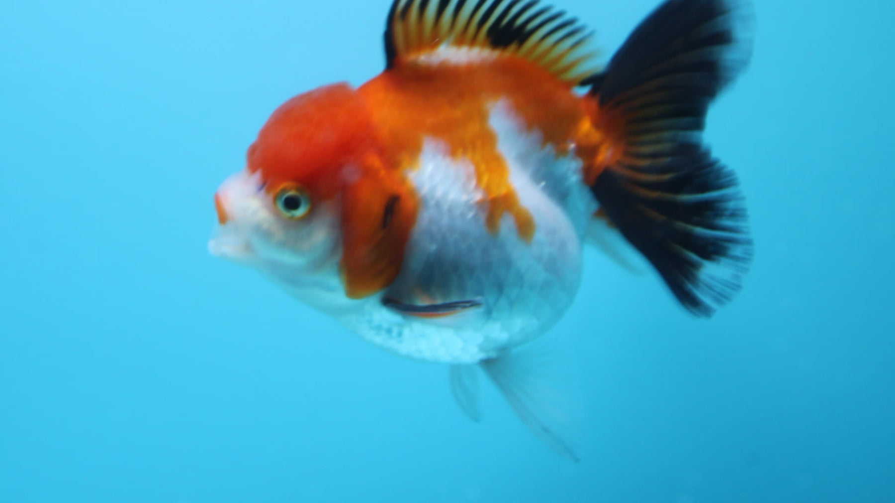 High-Quality Thai Oranda Goldfish for Sale / Live Arrival Guarantee ...