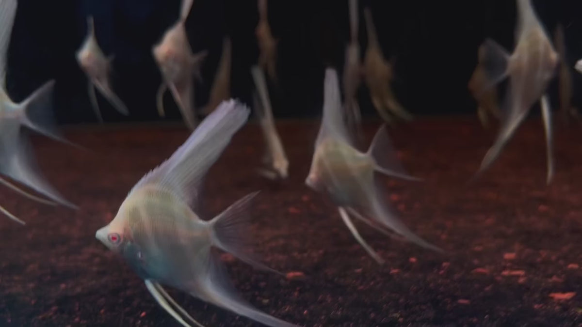 Shop All Live Freshwater Fish and Shrimp | Garage Aquatics