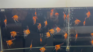 Red Devil (SUPER RED) Angelfish VIP Grade For Sale USA – Garage Aquatics