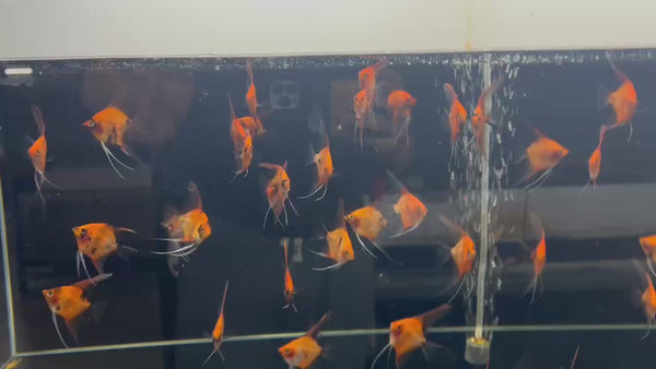 Red Devil (SUPER RED) Angelfish VIP Grade For Sale USA – Garage Aquatics