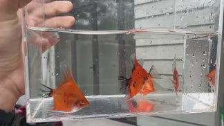 Red Devil (SUPER RED) Angelfish VIP Grade For Sale USA – Garage Aquatics
